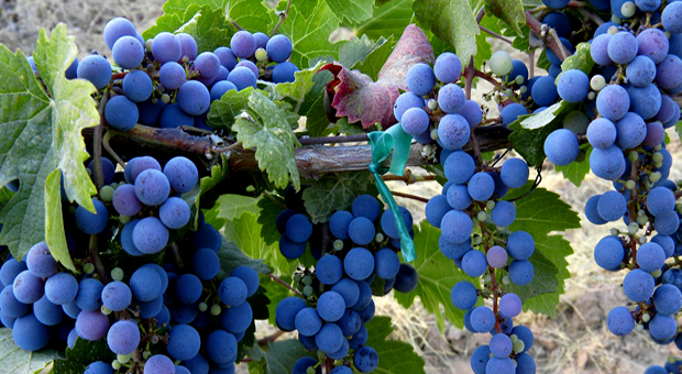 2018 Experts’ Tasting Profiles Niagara Peninsula’s Stunning Range of ...