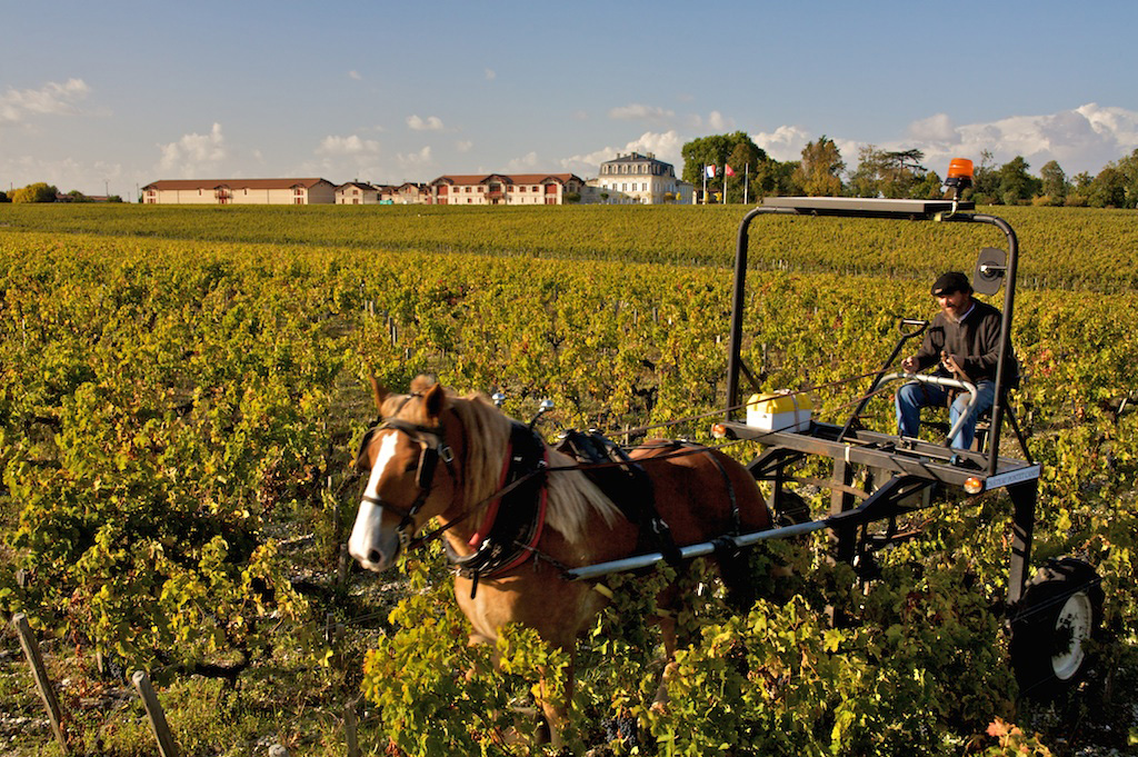 Unconventional Wisdom: Jean-Michel Comme on the Vines & Wine of Pontet ...