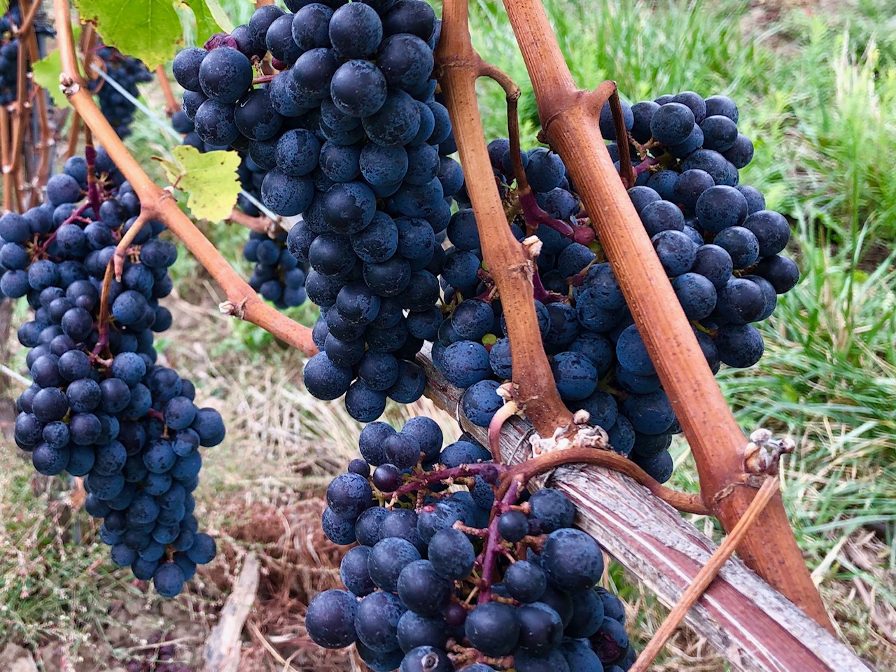 Wine that’s Creating Positive Change: the Stratus and Evergreen ...