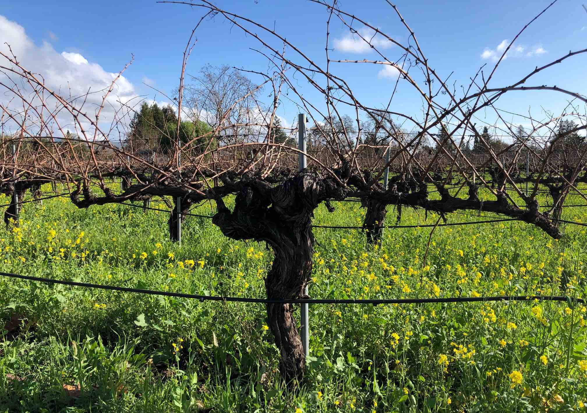 ‘Rock and Soil’ Star: Winemaker Cathy Corison Digs Deep – A Must Read Blog
